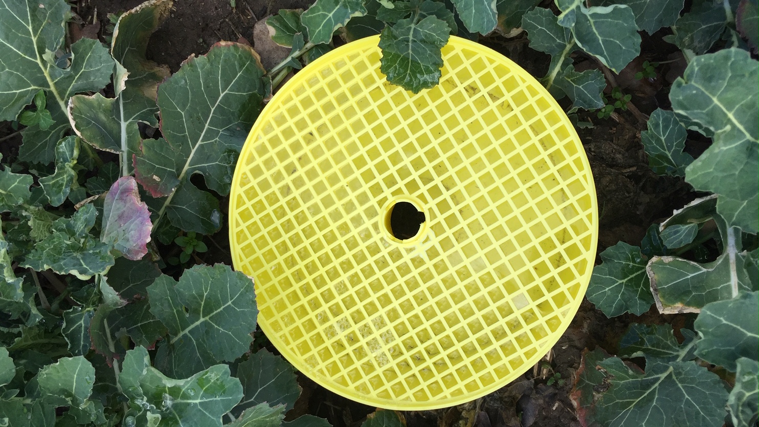 Rapsschädlinge im Anflug: So wird die Gelbschale richtig aufgestellt!